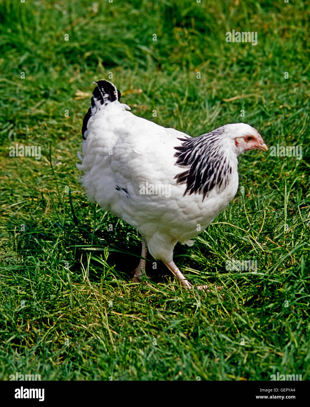 Helles sussex huhn -Fotos und -Bildmaterial in hoher Auflösung – Alamy