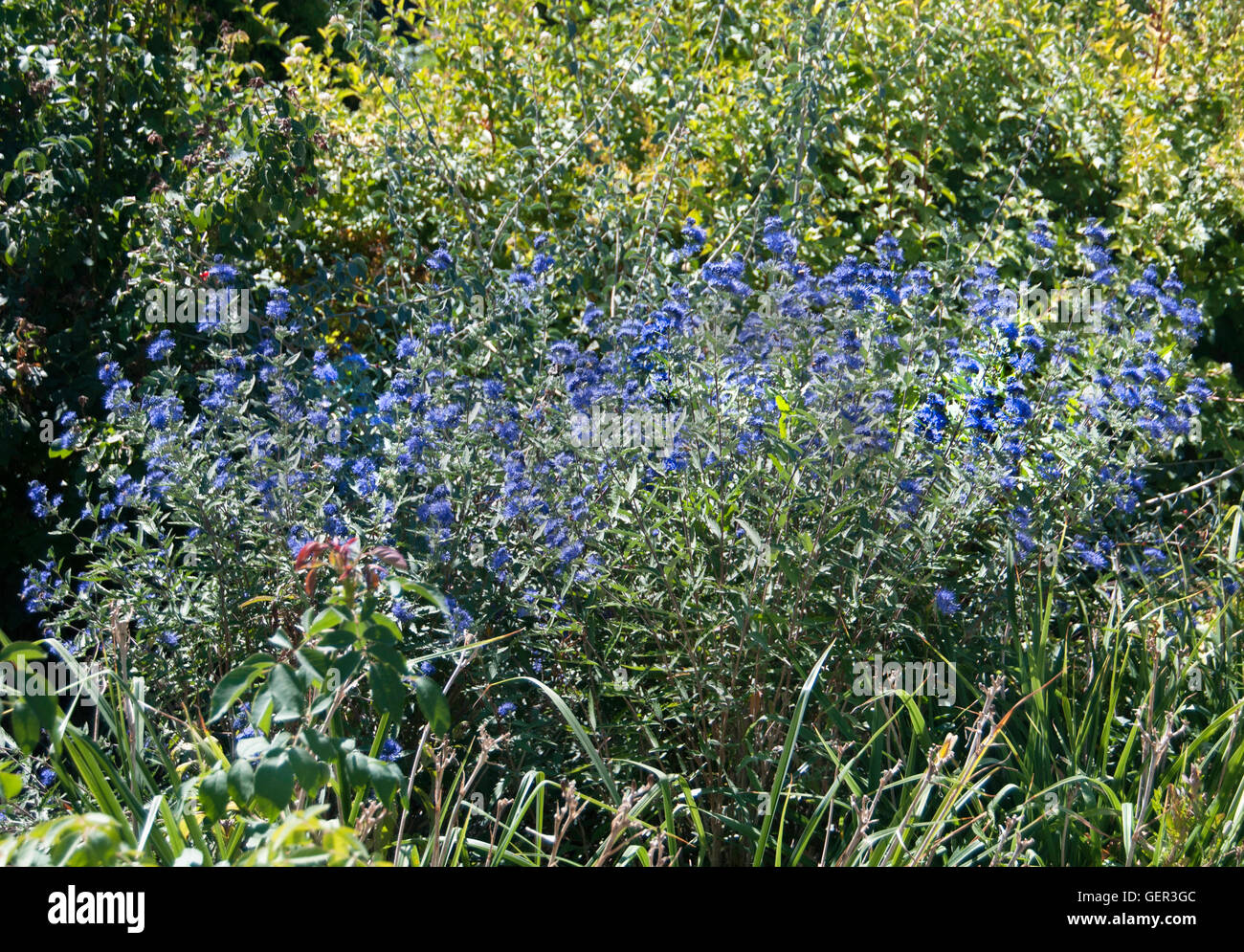 Wunderbar Blau Blhender Strauch Bilder