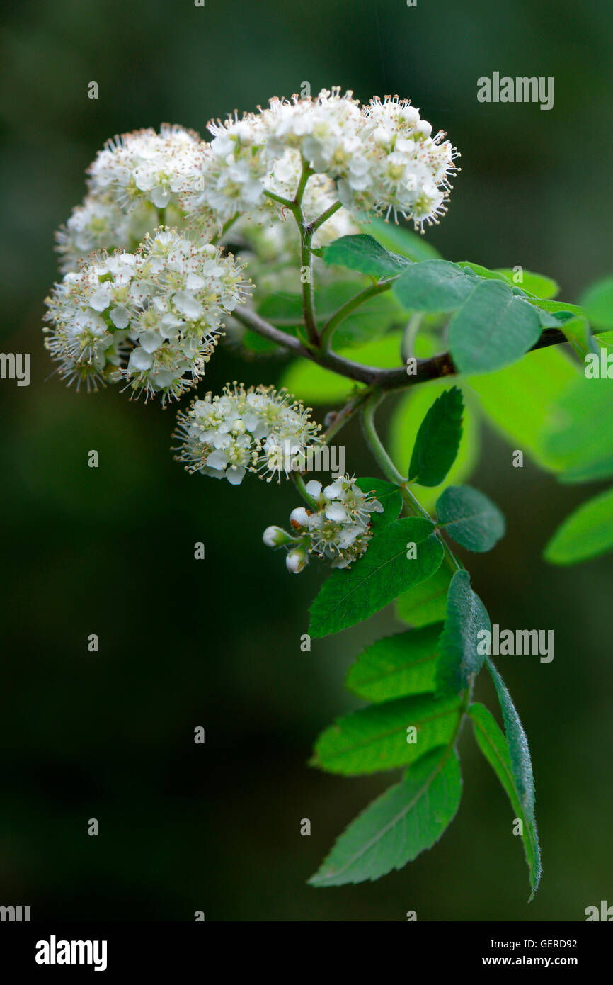 Gemeine Eberesche, Sorbus aucuparia Stockfotografie - Alamy