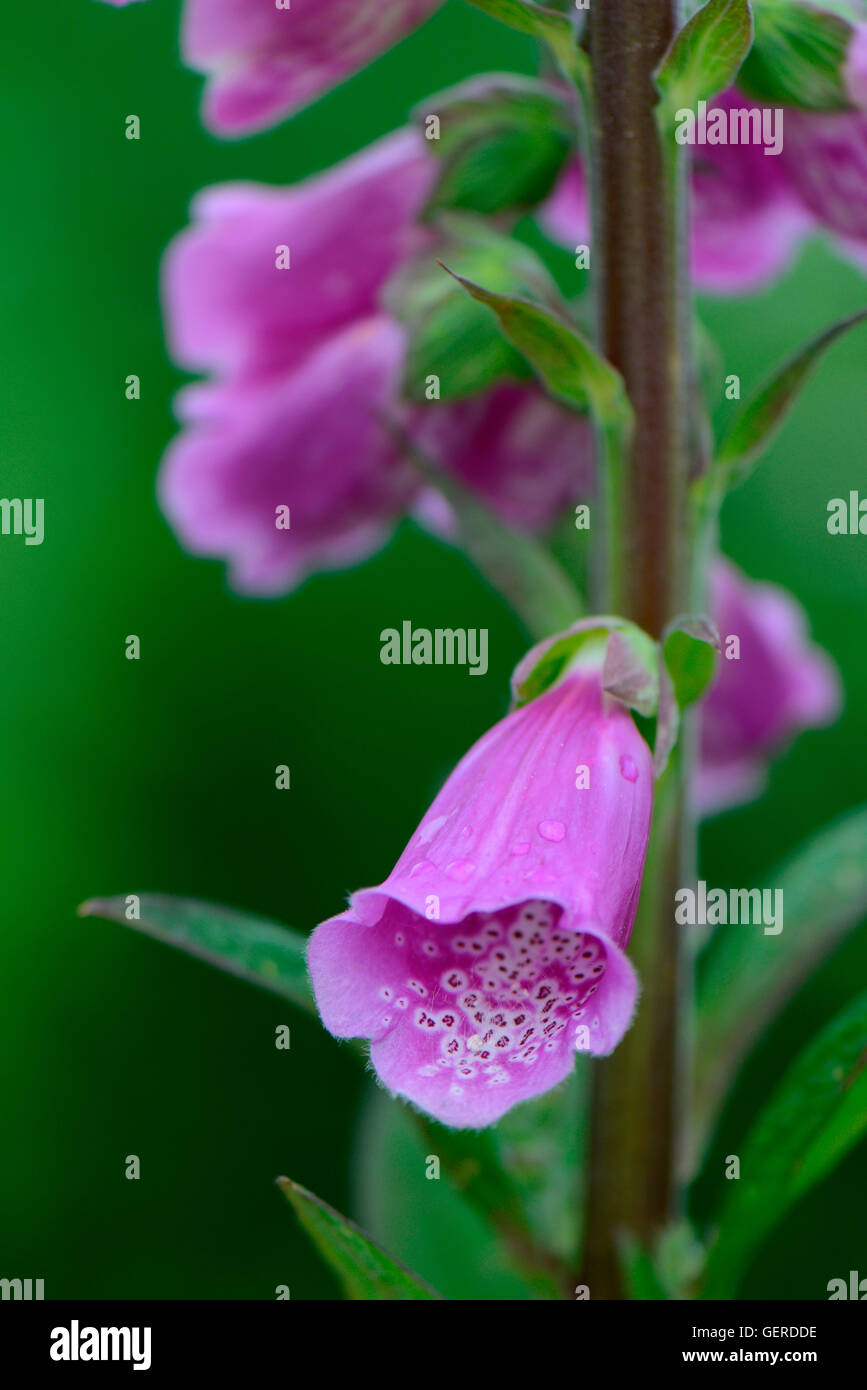 Digitalis roter fingerhut -Fotos und -Bildmaterial in hoher Auflösung ...