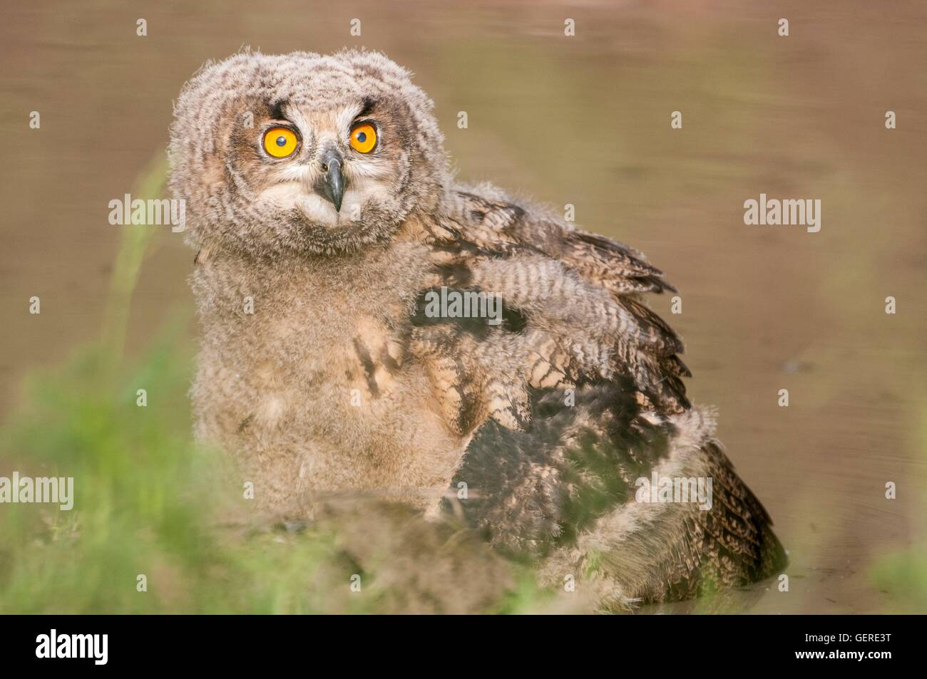 Junge uhu -Fotos und -Bildmaterial in hoher Auflösung – Alamy