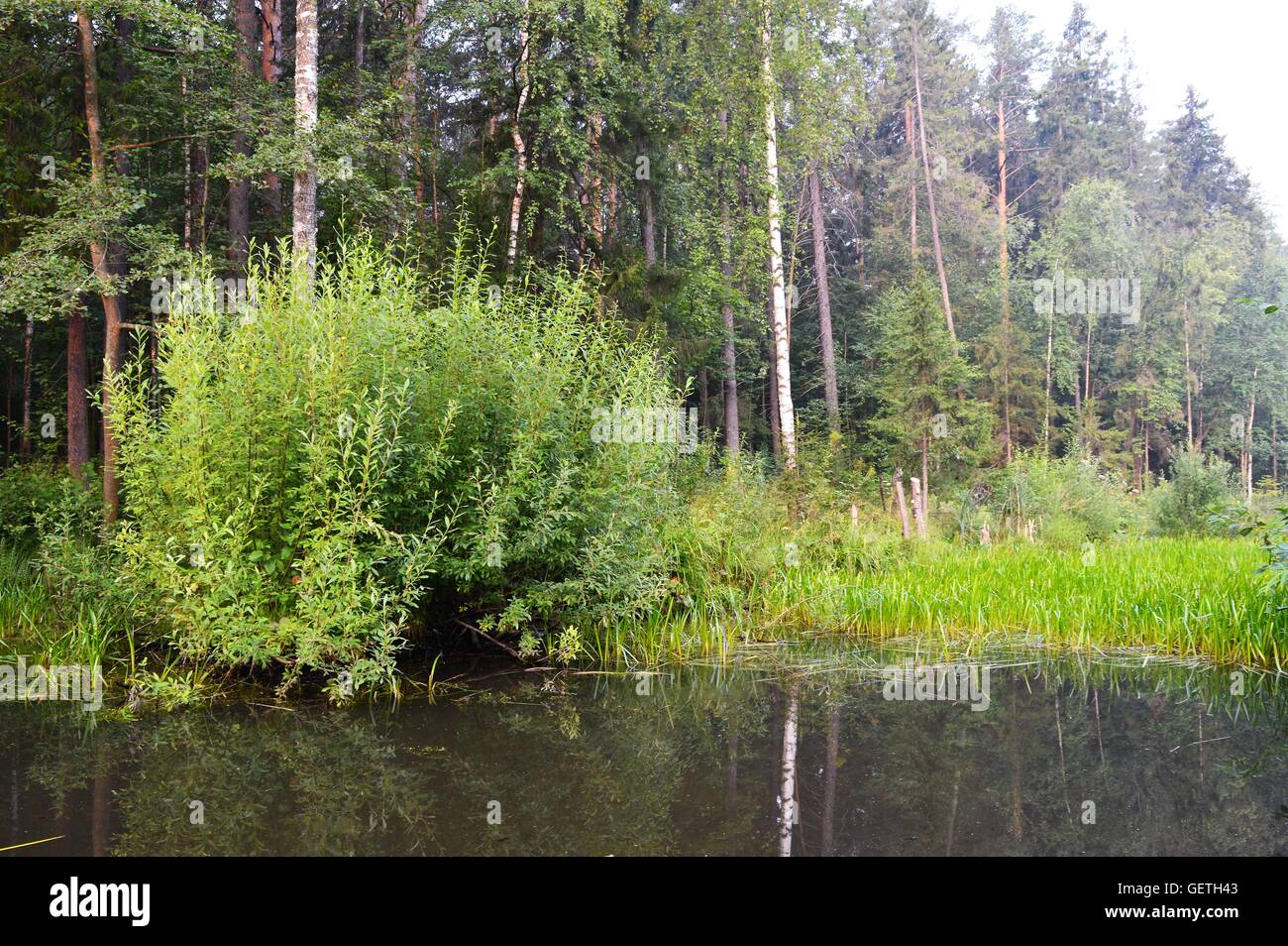 Sumpf sumpfwald -Fotos und -Bildmaterial in hoher Auflösung – Alamy