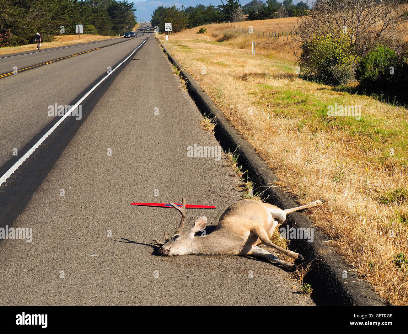 Deer on road -Fotos und -Bildmaterial in hoher Auflösung – Alamy