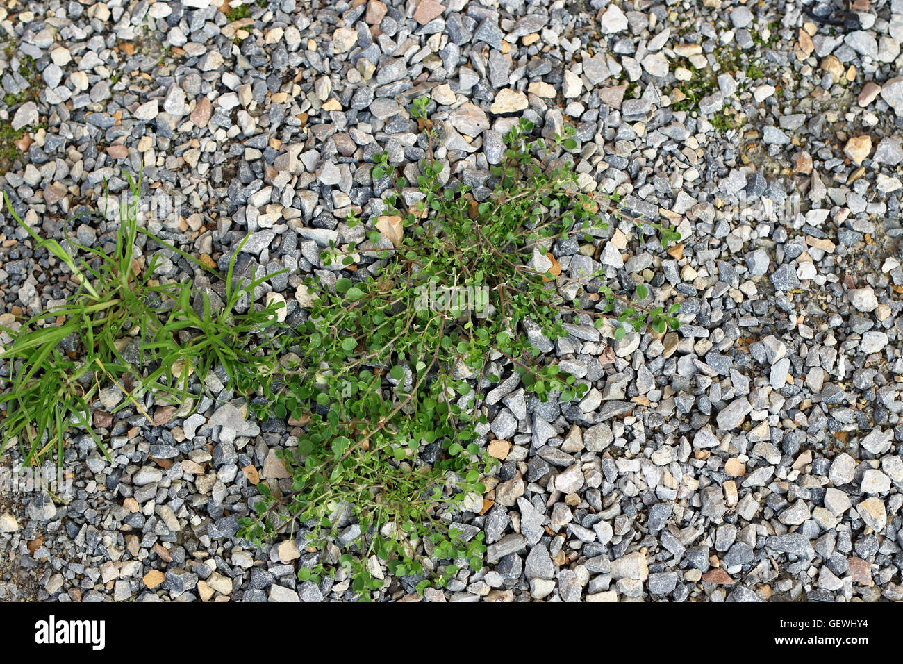 Erbsenpflanze klein -Fotos und -Bildmaterial in hoher Auflösung – Alamy