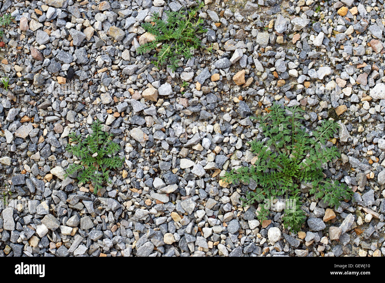 Unkraut / grass wachsen auf zerkleinert Felsen am Garten Weg ...