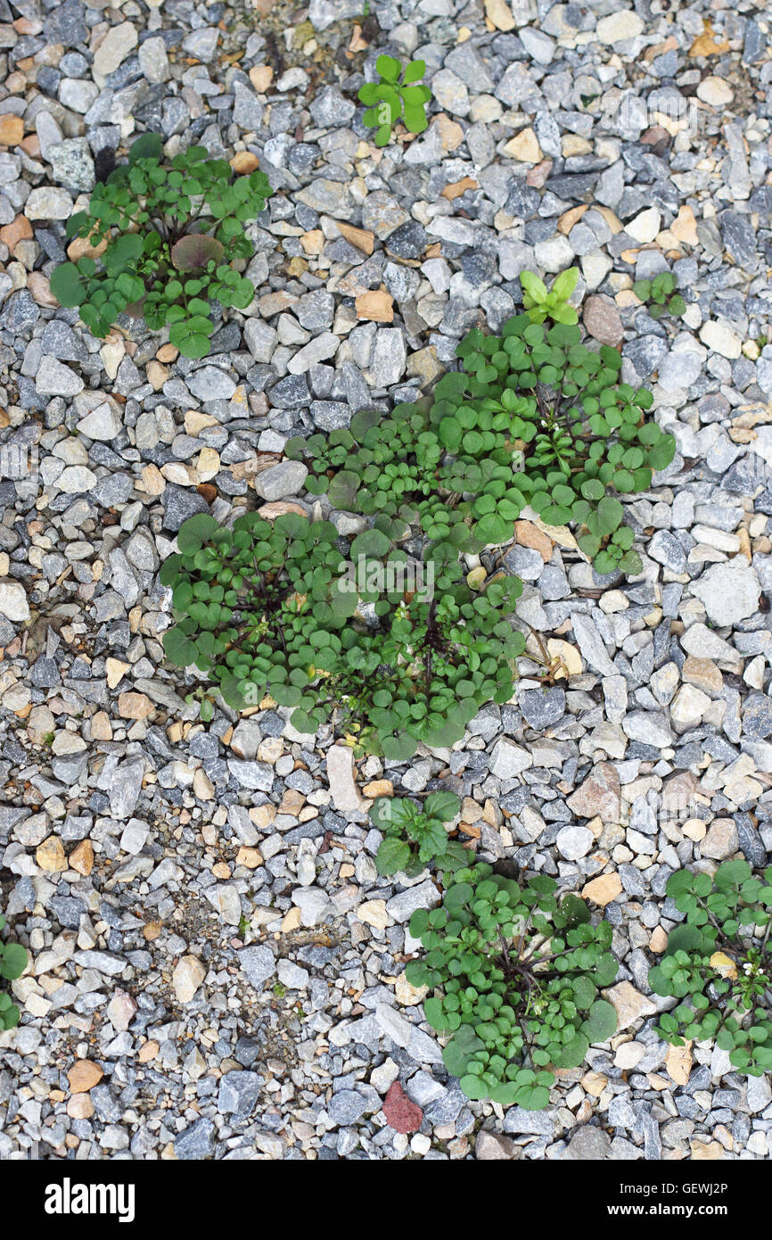 Green grass gravel pattern -Fotos und -Bildmaterial in hoher Auflösung ...
