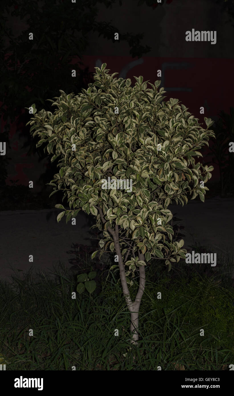 Weinender feigenbaum ficus benjamina -Fotos und -Bildmaterial in hoher ...