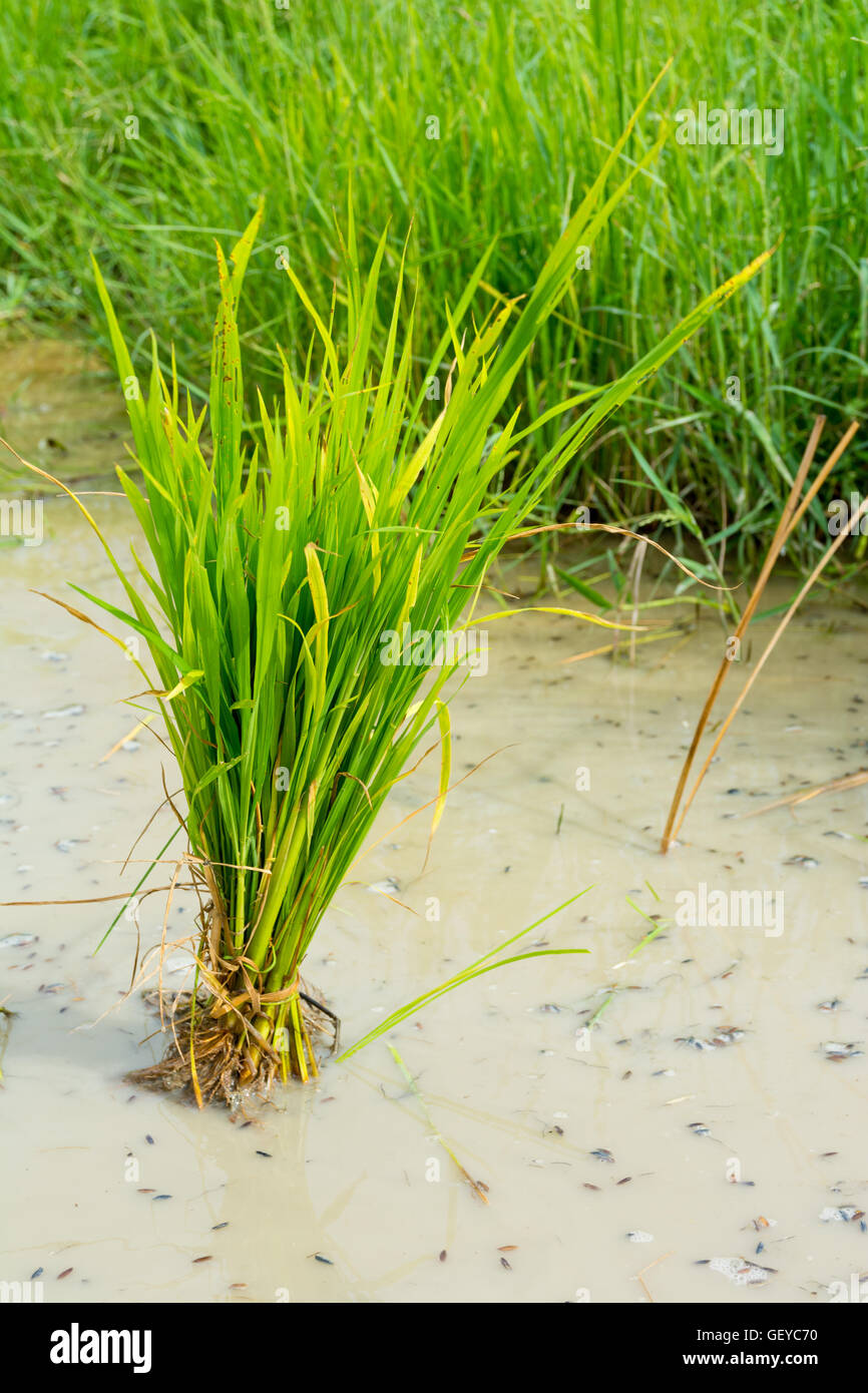 Reispflanze im Reisfeld in der Nähe von Chiang Mai, Thailand ...