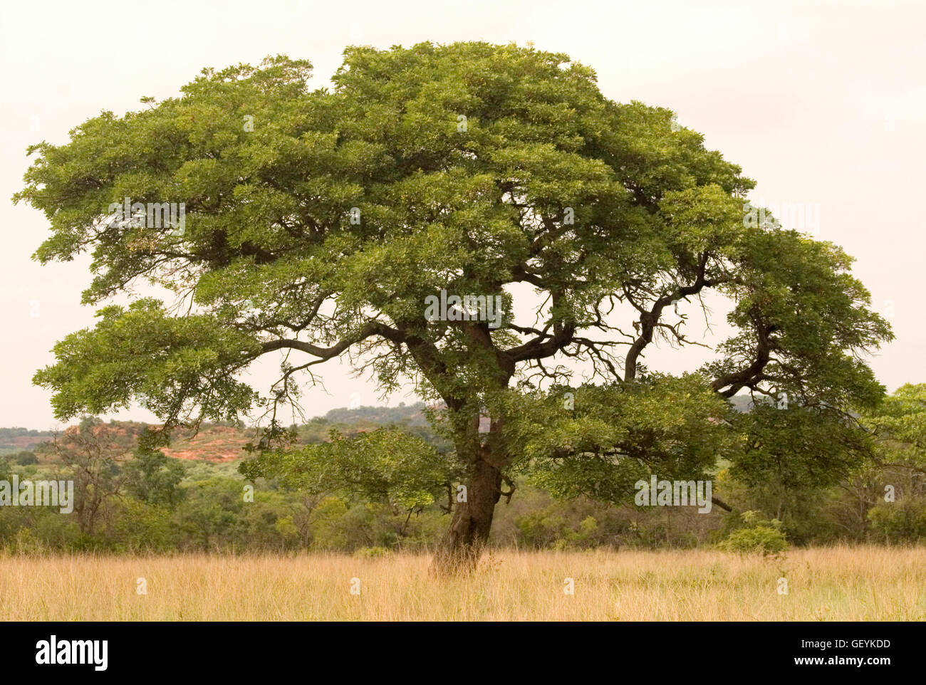 Üppige grüne Marula-Baum im Veld (Sclerocarya Birrea), Thithombo Bush ...