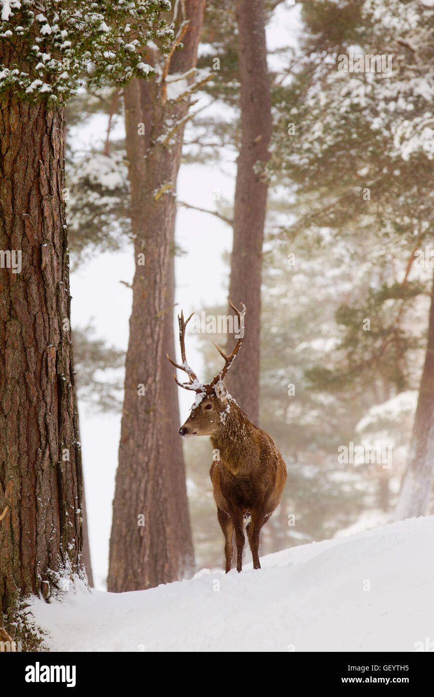 Roter hirsch im schnee -Fotos und -Bildmaterial in hoher Auflösung – Alamy