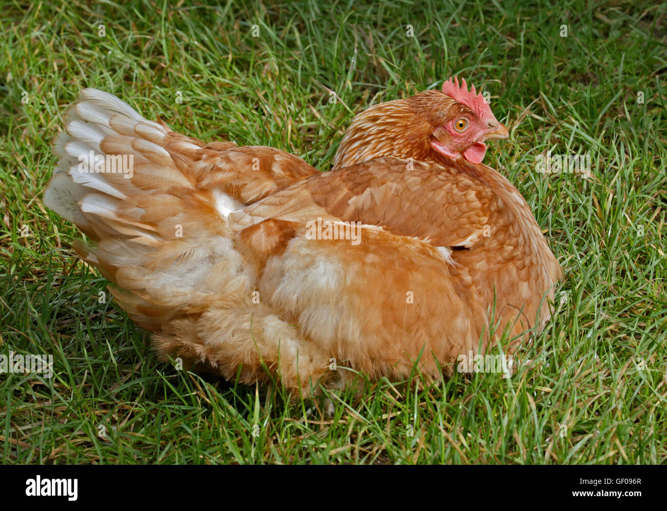 Henne sitzen -Fotos und -Bildmaterial in hoher Auflösung – Alamy