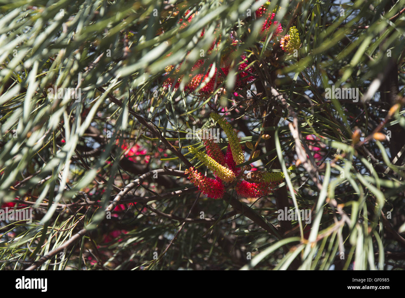 Hakea australische einheimische flora -Fotos und -Bildmaterial in hoher ...