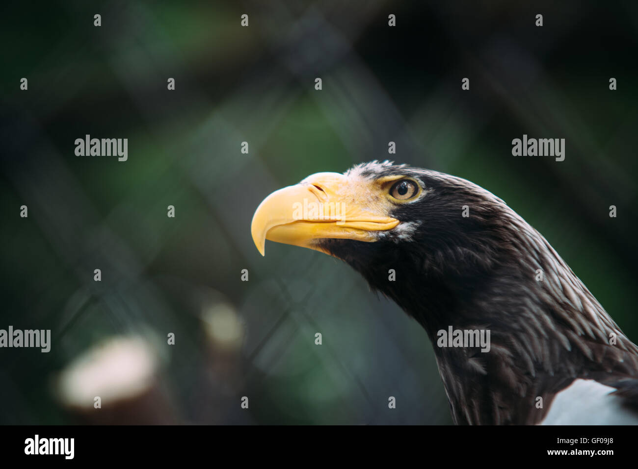 Gelber adler schnabel -Fotos und -Bildmaterial in hoher Auflösung – Alamy