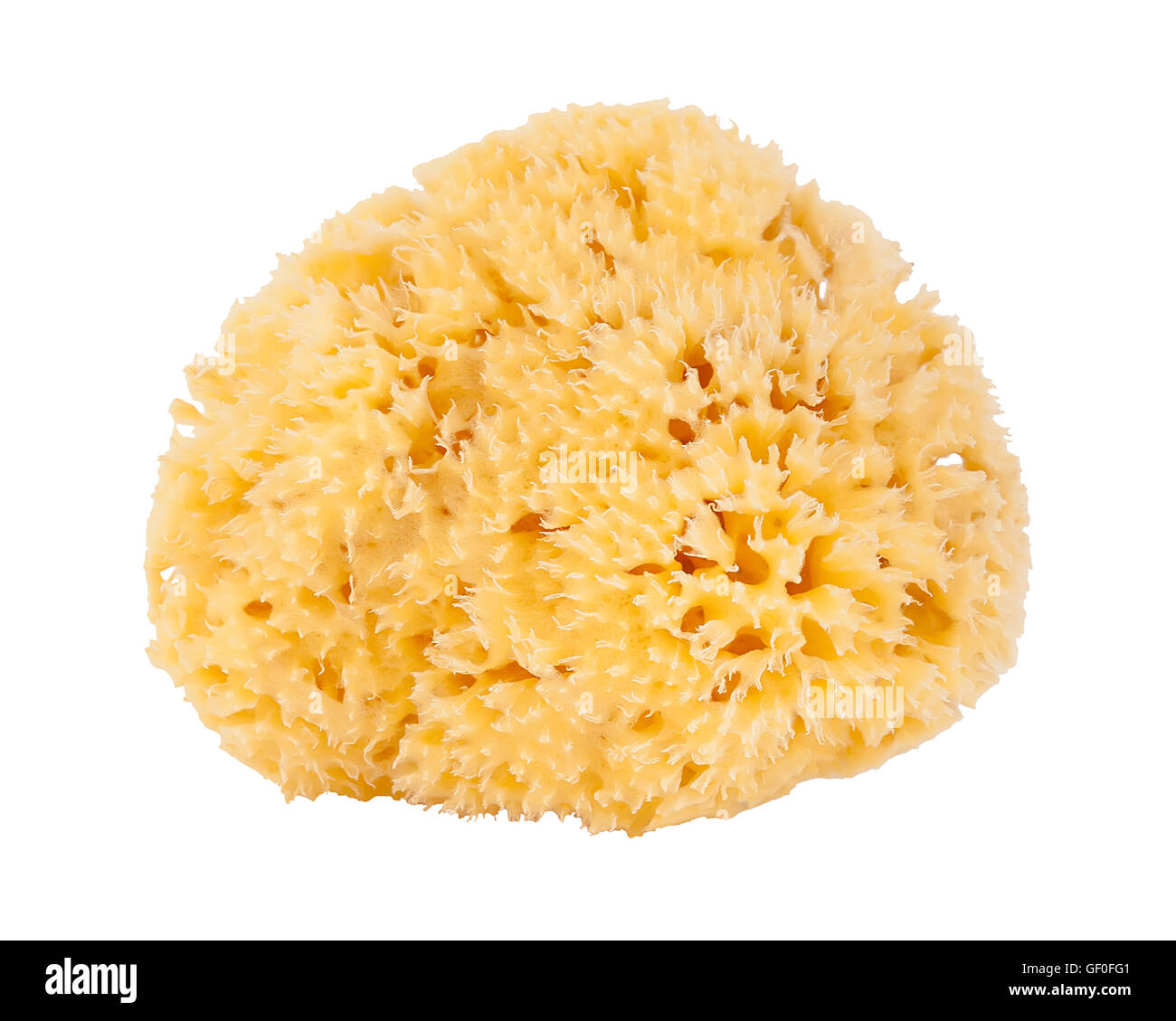Single schwamm -Fotos und -Bildmaterial in hoher Auflösung – Alamy