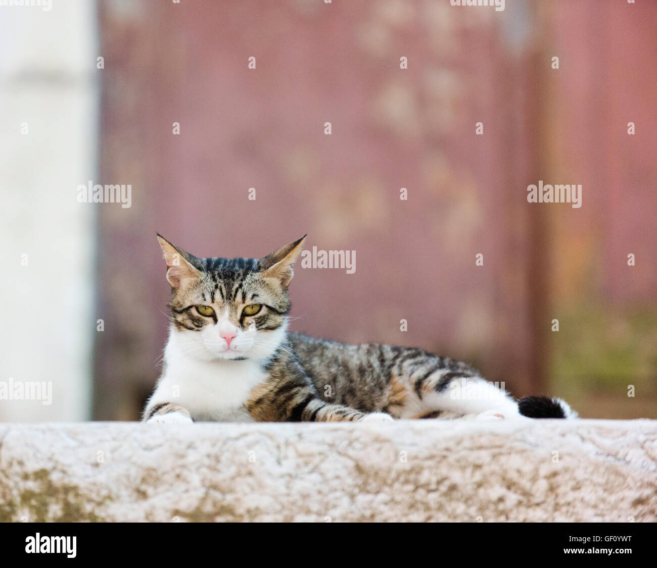Katze liegend auf den Schritt Stockfotografie - Alamy