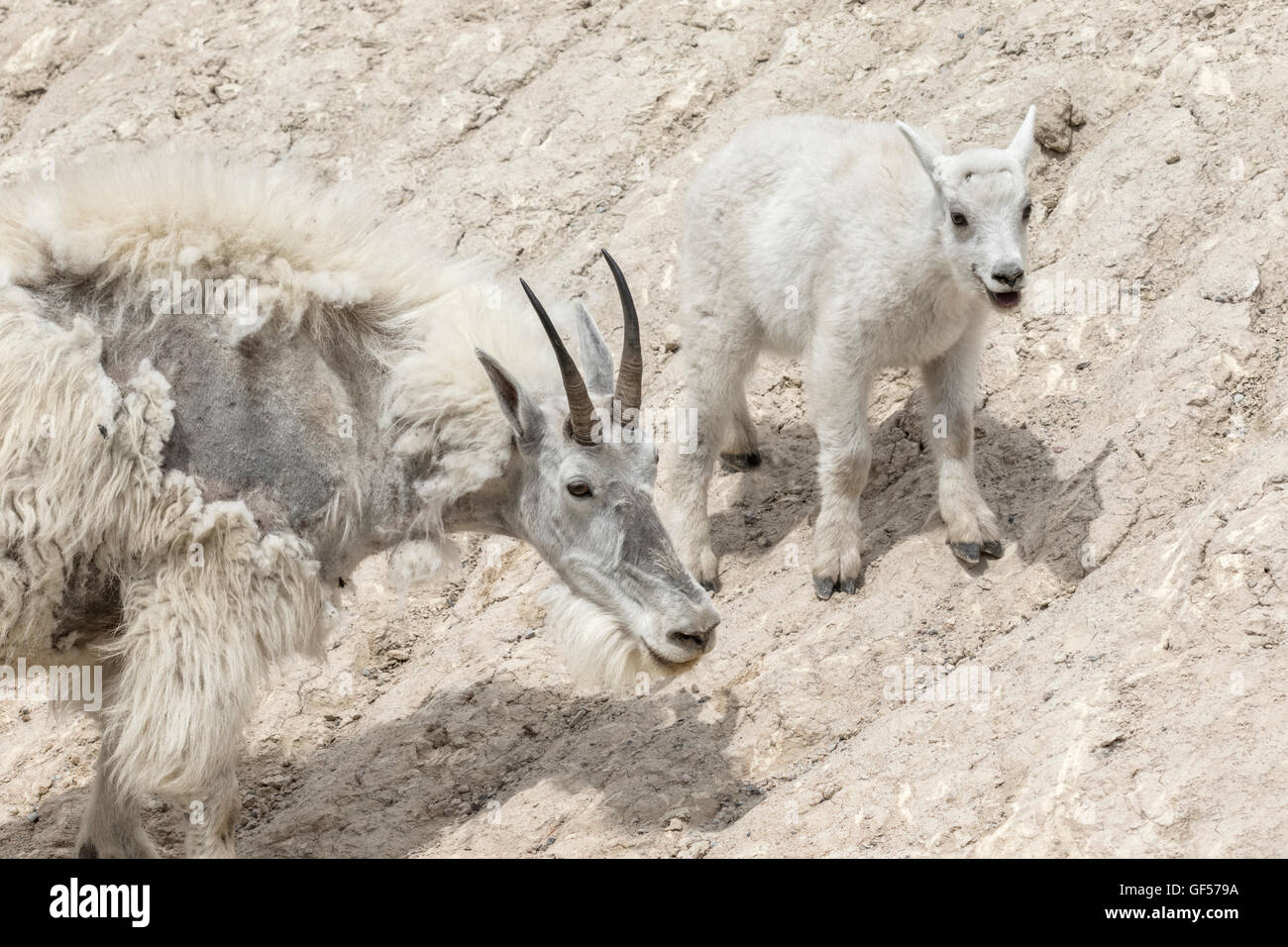 Mama und baby ziege Stockfotos und -bilder Kaufen - Alamy