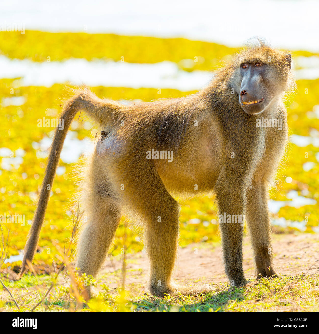 Pavian umhang -Fotos und -Bildmaterial in hoher Auflösung – Alamy