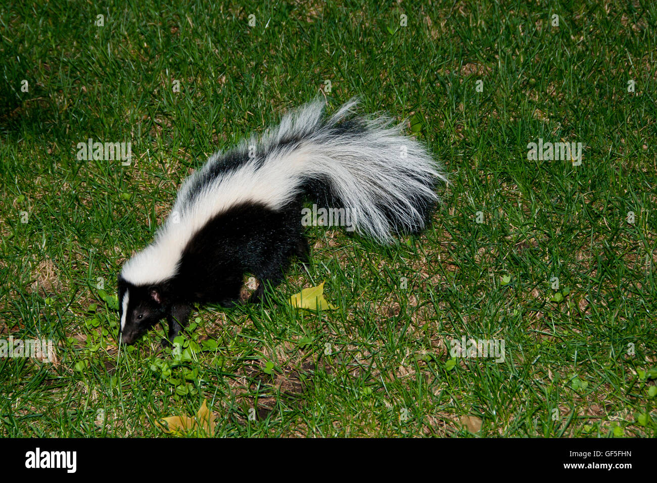 Das stinktier -Fotos und -Bildmaterial in hoher Auflösung – Alamy