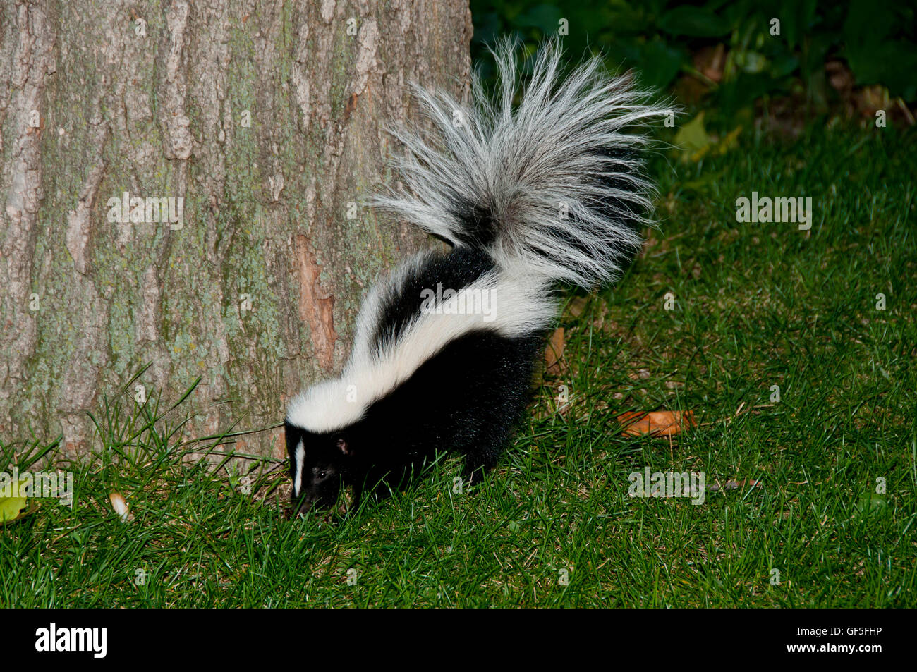 Stinktier im Hinterhof Stockfotografie - Alamy