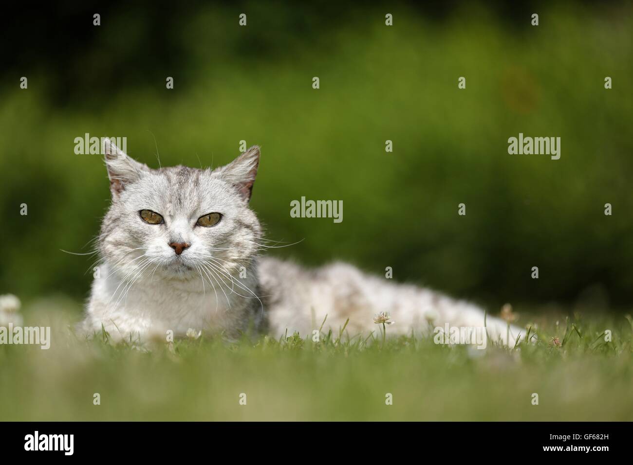 Liegende katze -Fotos und -Bildmaterial in hoher Auflösung – Alamy