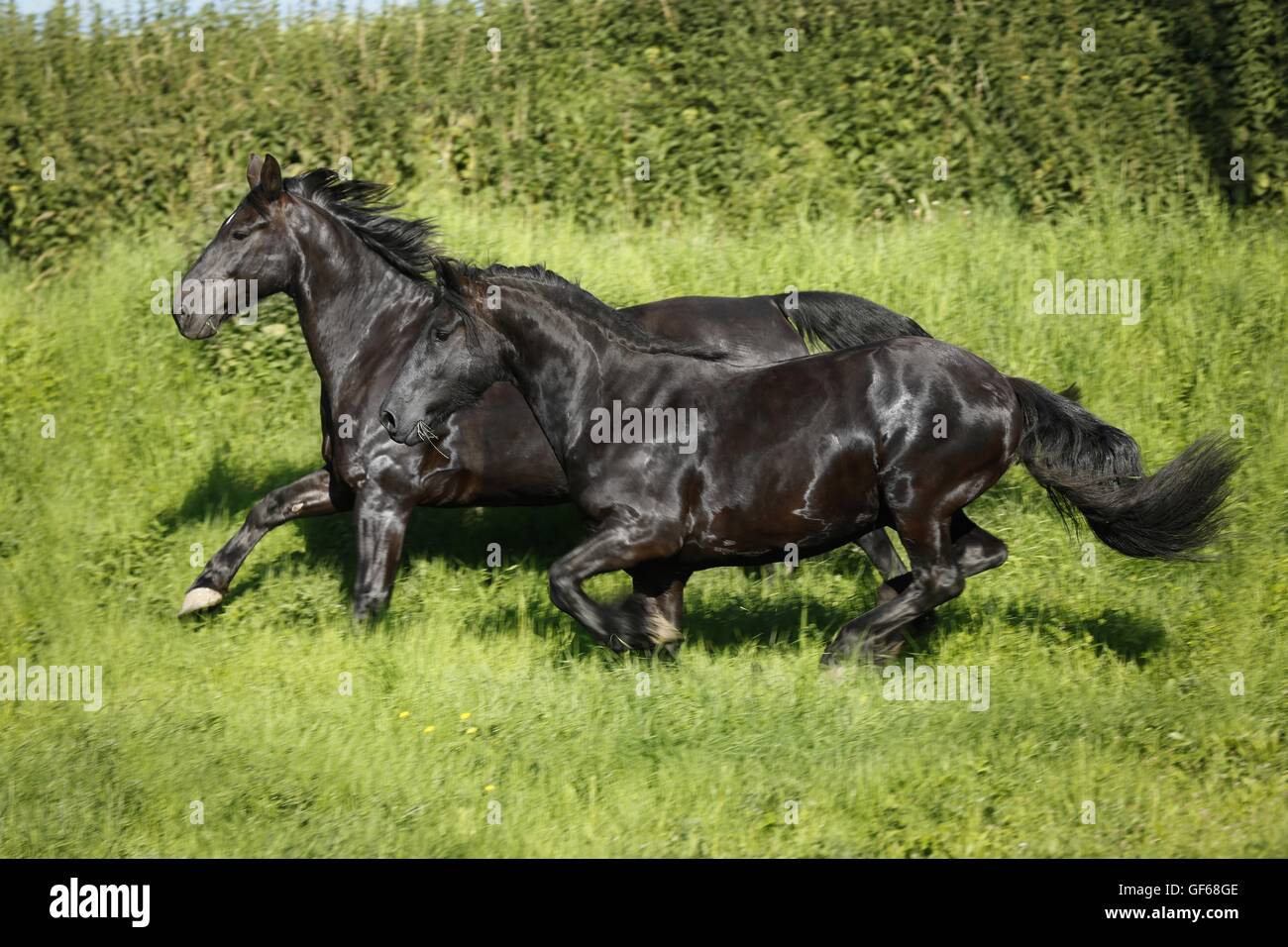 Friesisch pferd heavy warmblut -Fotos und -Bildmaterial in hoher ...