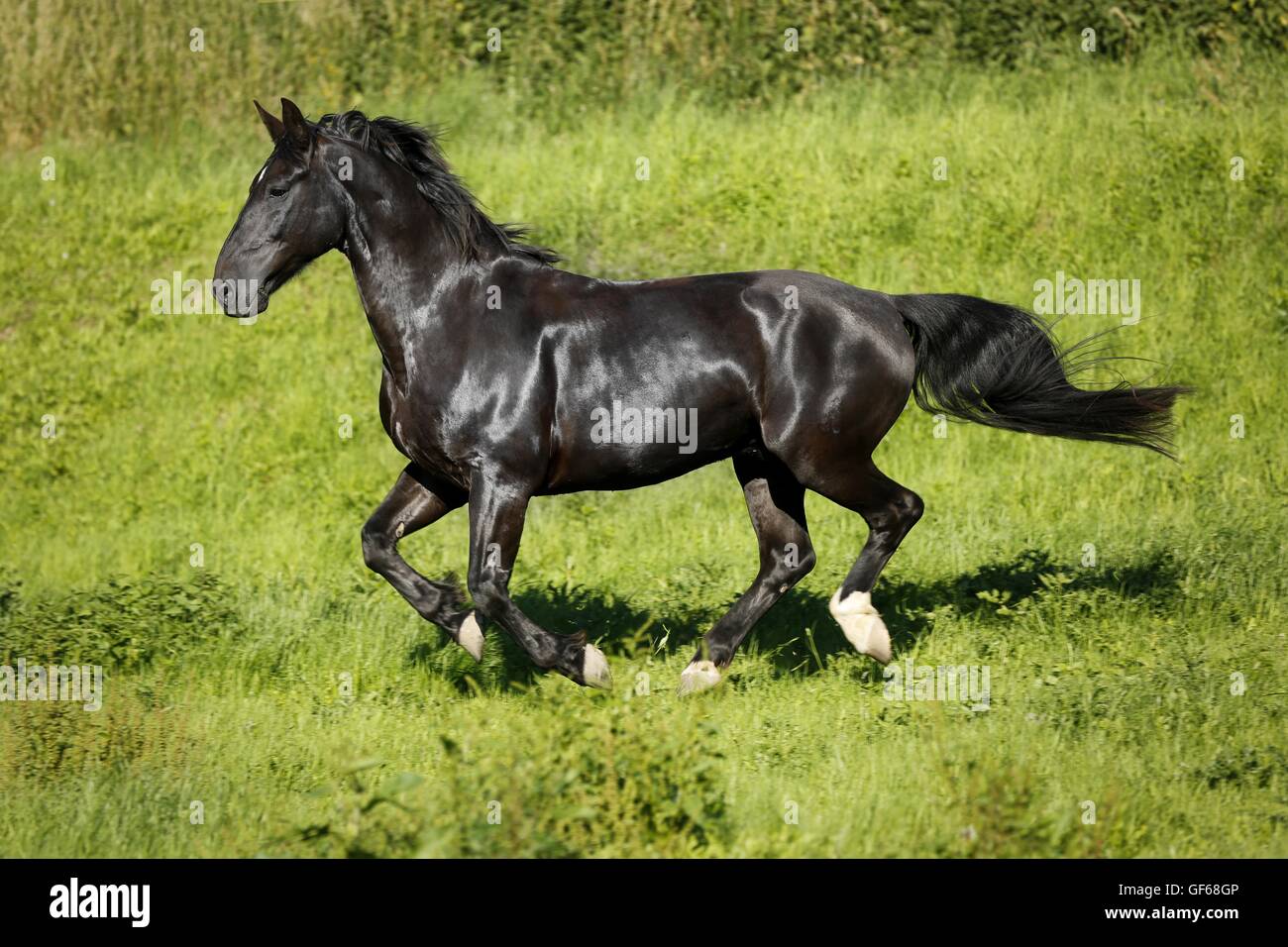Pferd warmblut galopp -Fotos und -Bildmaterial in hoher Auflösung – Alamy