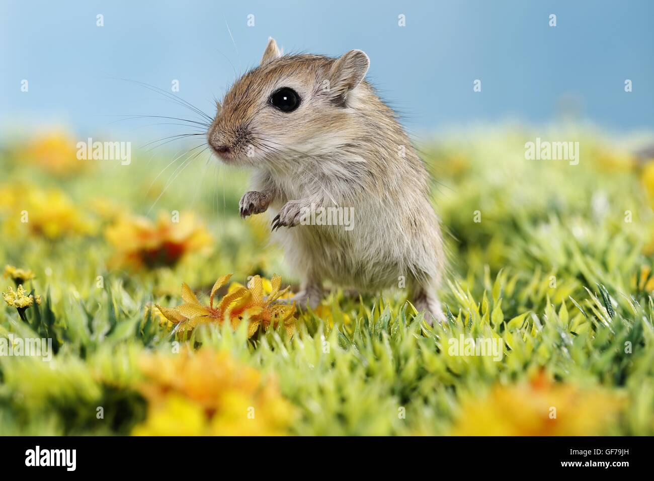 Domestizierte rennmaus -Fotos und -Bildmaterial in hoher Auflösung – Alamy