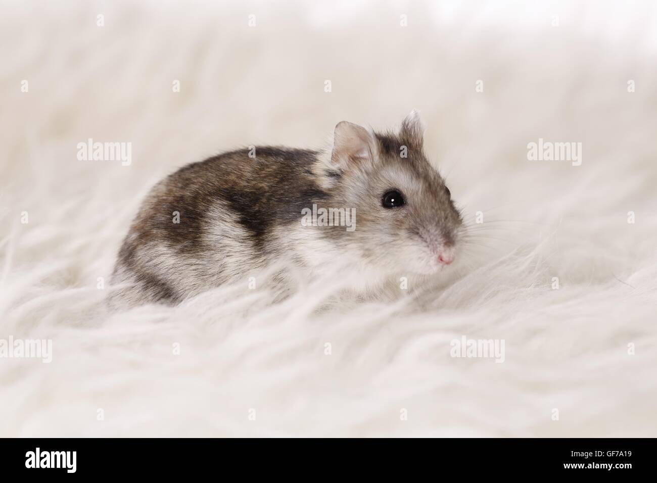 Ein grauer hamster -Fotos und -Bildmaterial in hoher Auflösung – Alamy