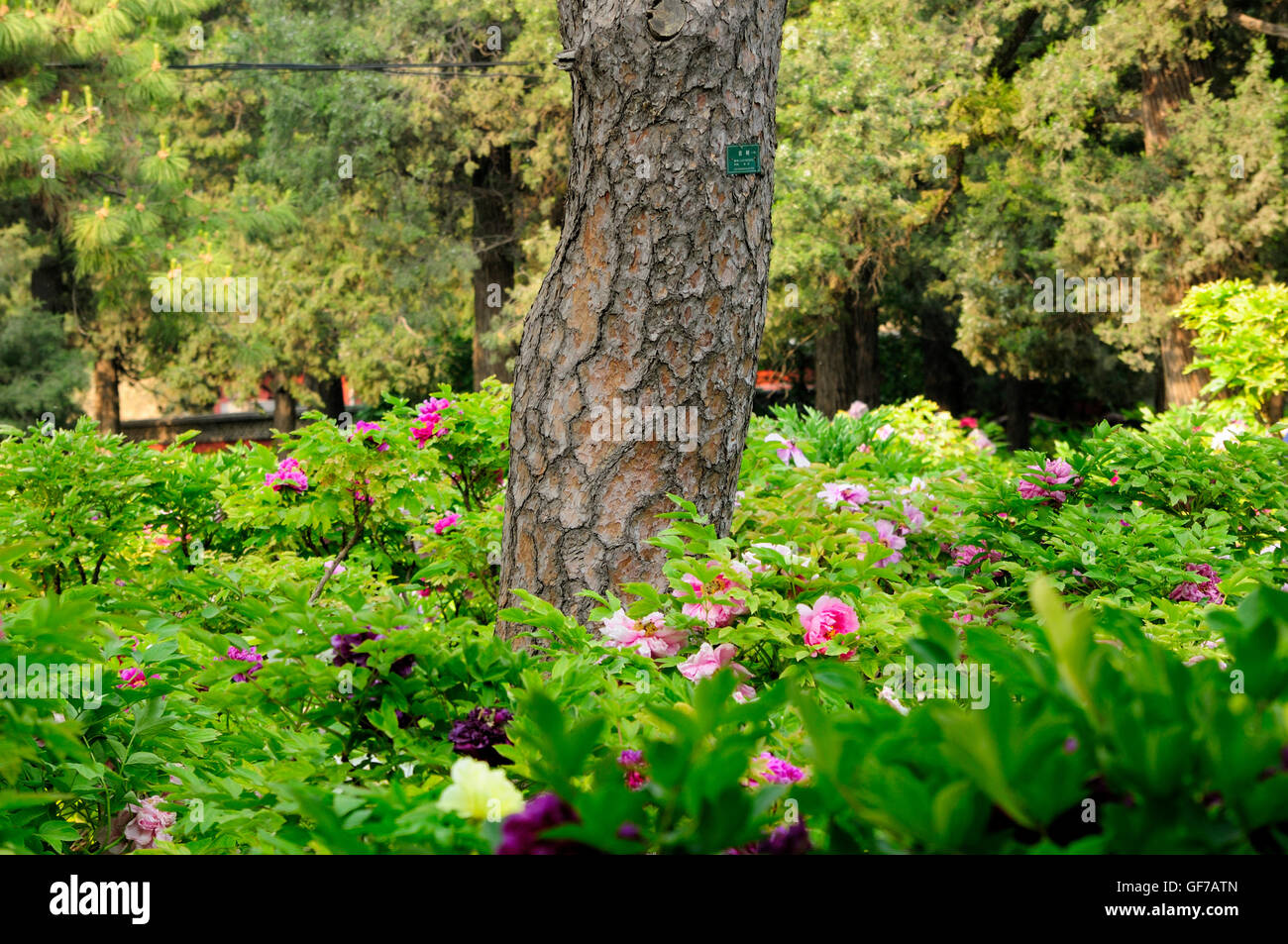 Hemlock tree -Fotos und -Bildmaterial in hoher Auflösung – Alamy
