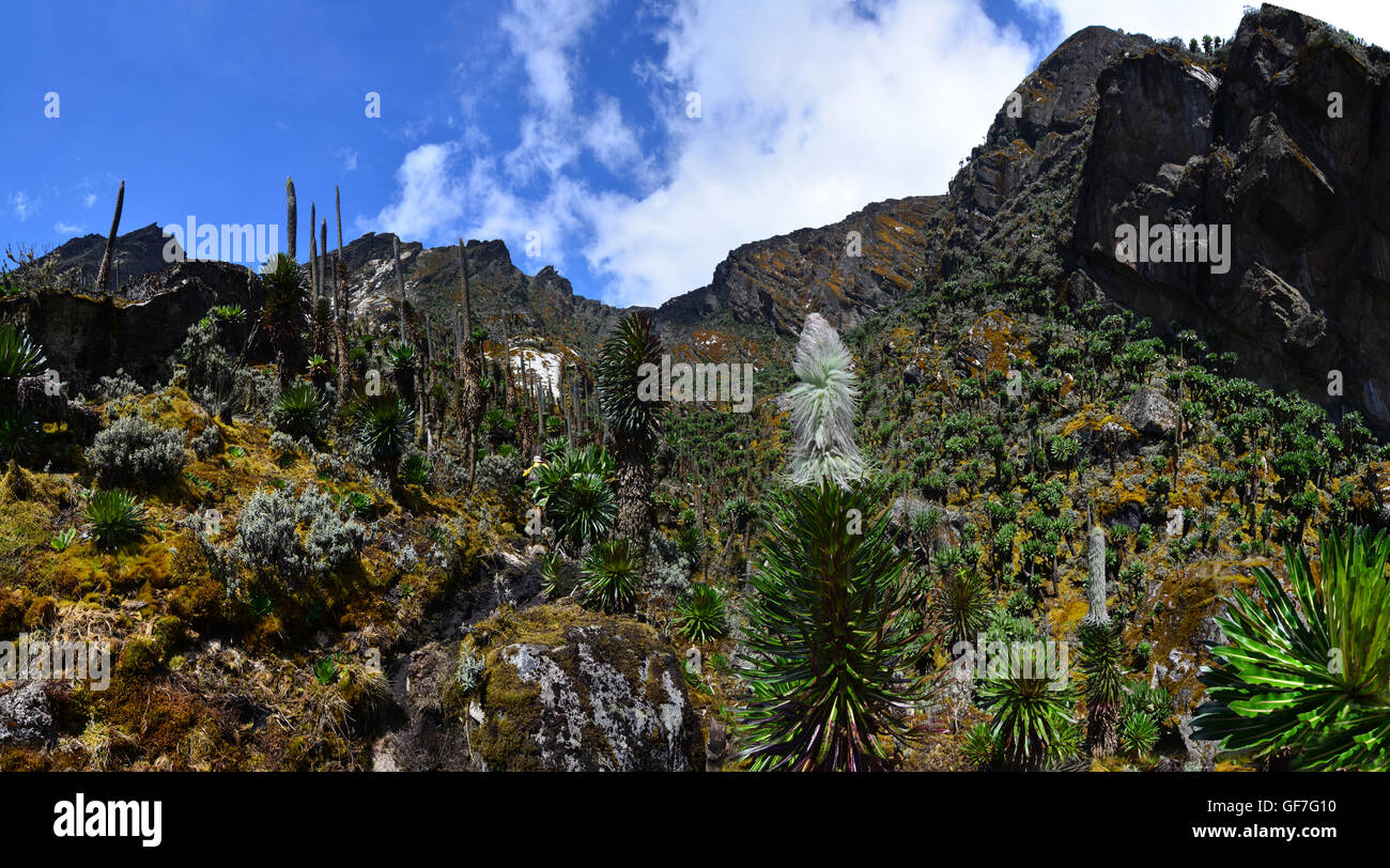 Afro alpine plants -Fotos und -Bildmaterial in hoher Auflösung – Alamy