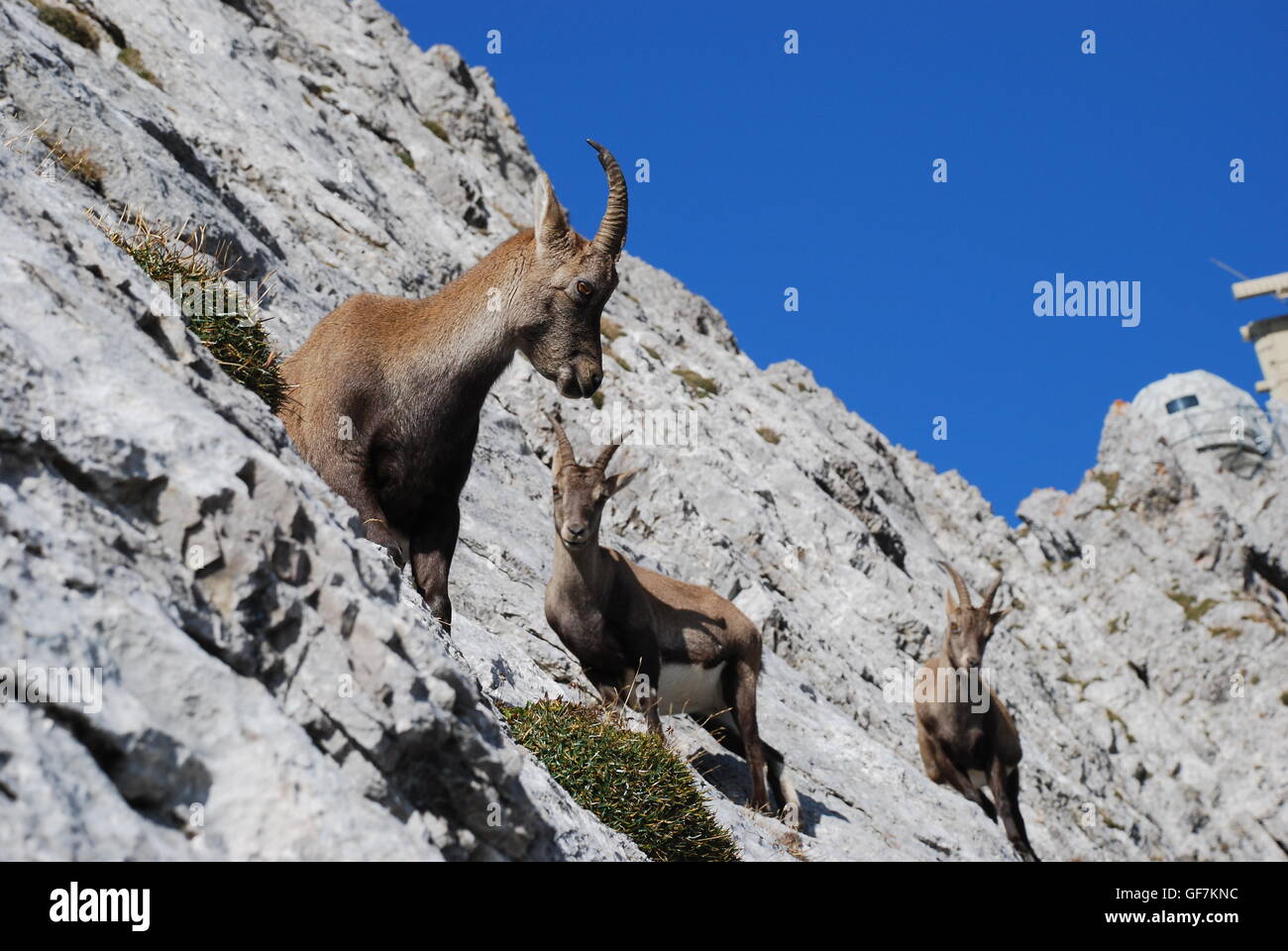 Graue ziegen -Fotos und -Bildmaterial in hoher Auflösung – Alamy