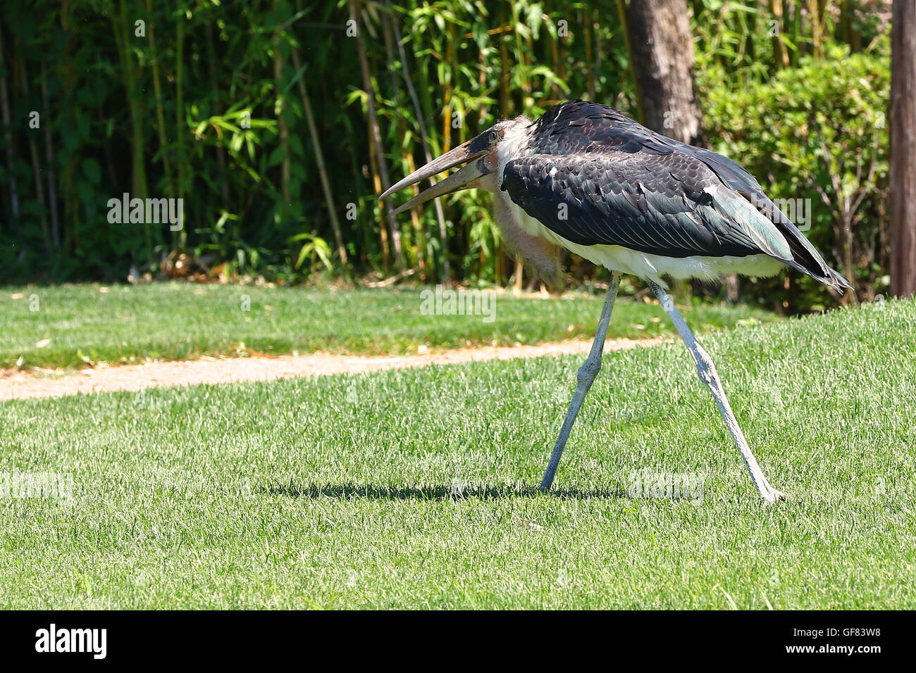 Porträt, Marabu, Storch, Leptoptilos, Crumenifer, African, Vogel, Vögel ...