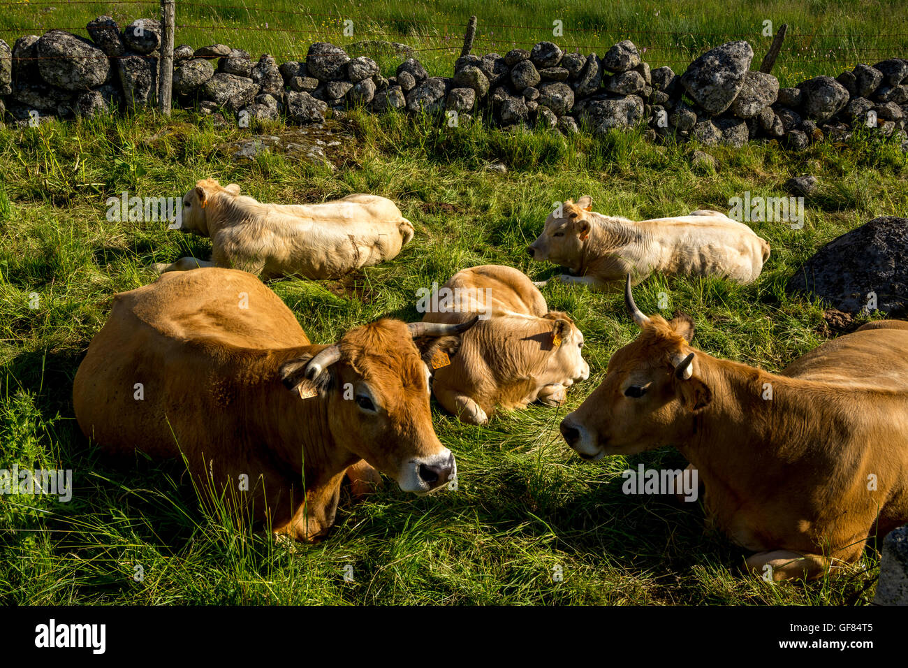 Aubrac-Rinder, Aubrac, Aveyron, Frankreich, Europa Stockfotografie - Alamy