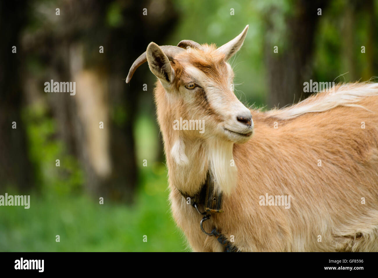 Baby ziege und mutter -Fotos und -Bildmaterial in hoher Auflösung – Alamy