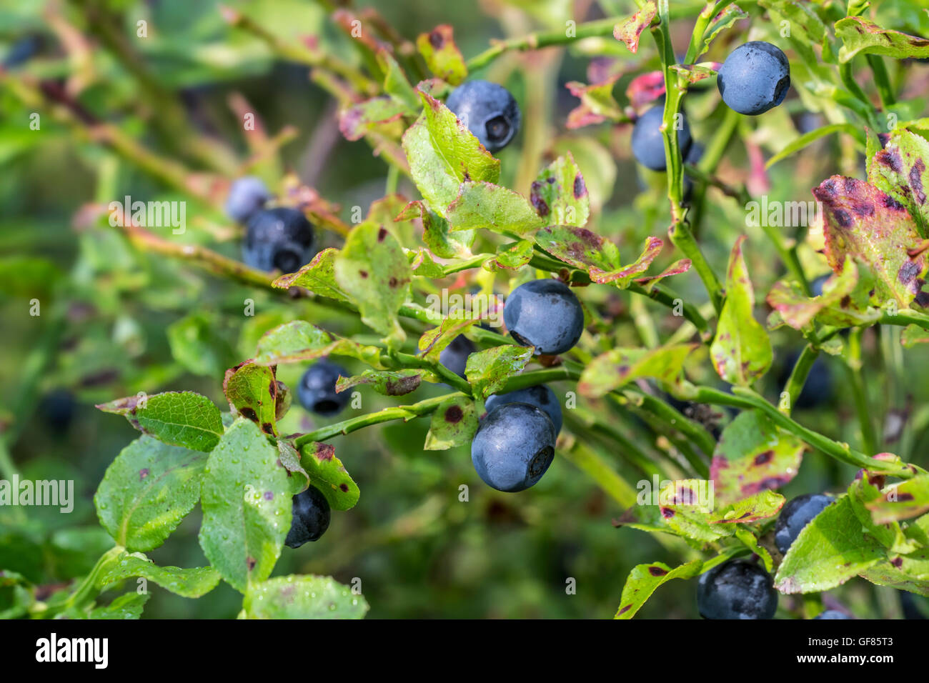 Vaccinium ericaceae -Fotos und -Bildmaterial in hoher Auflösung – Alamy