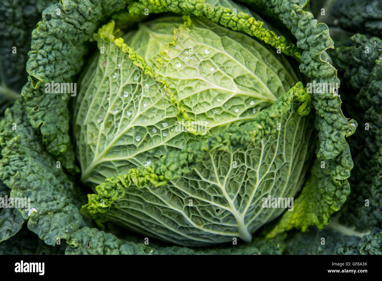 Gemuse wachsen -Fotos und -Bildmaterial in hoher Auflösung – Alamy