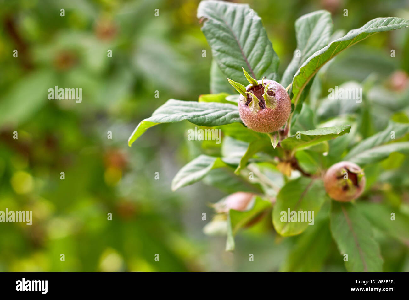 Mispel fruechte -Fotos und -Bildmaterial in hoher Auflösung – Alamy
