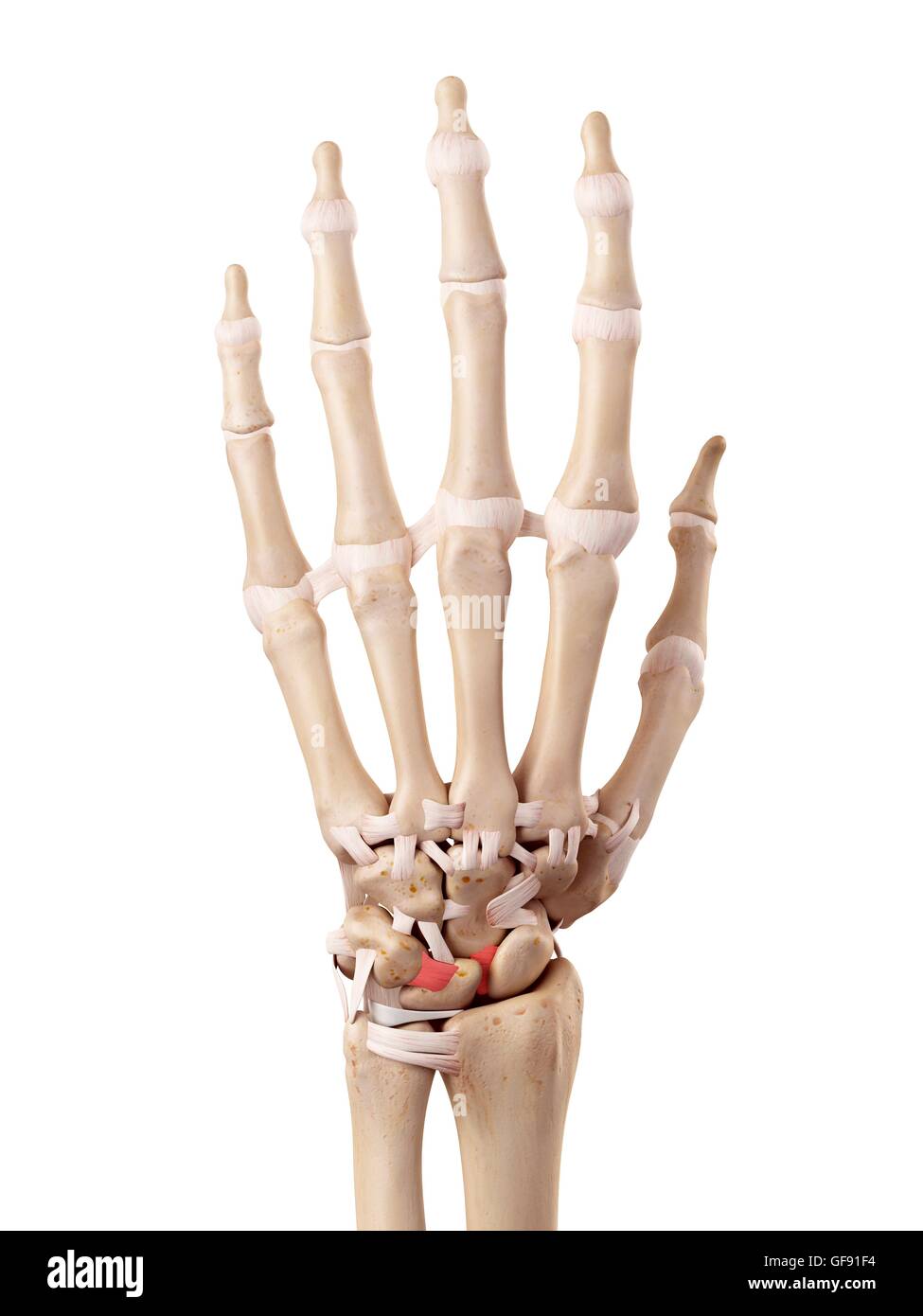 Anatomie der menschlichen Hand, Abbildung Stockfotografie - Alamy