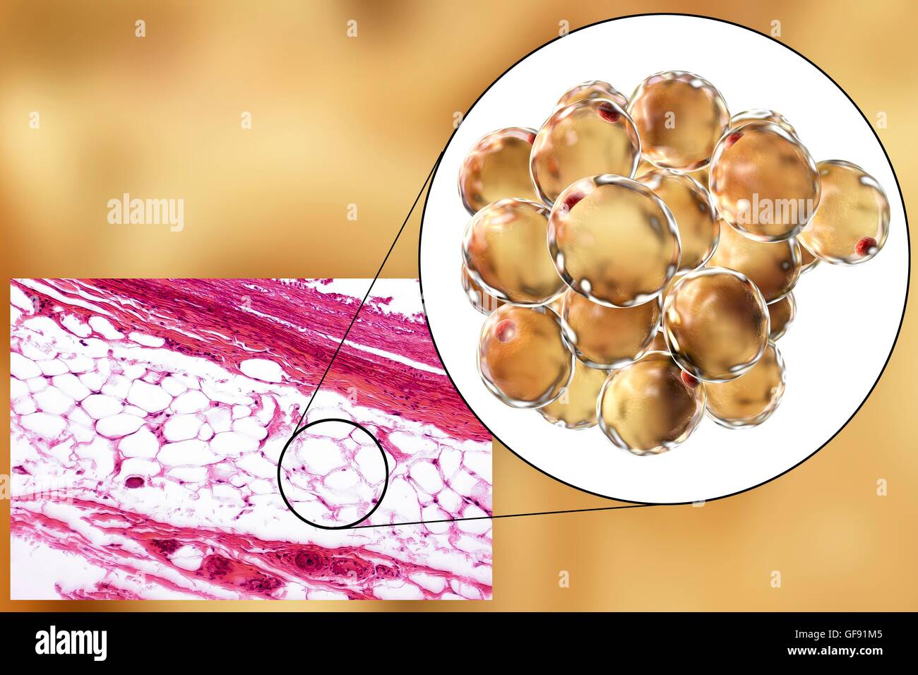 Micrograph white adipose tissue -Fotos und -Bildmaterial in hoher ...