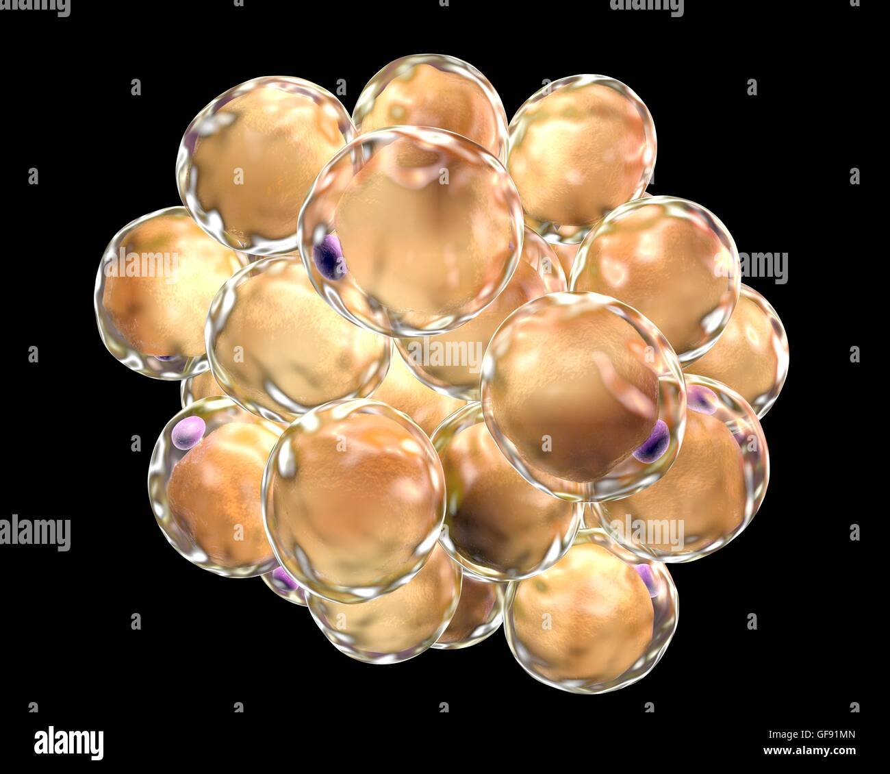 Human fat cells -Fotos und -Bildmaterial in hoher Auflösung – Alamy