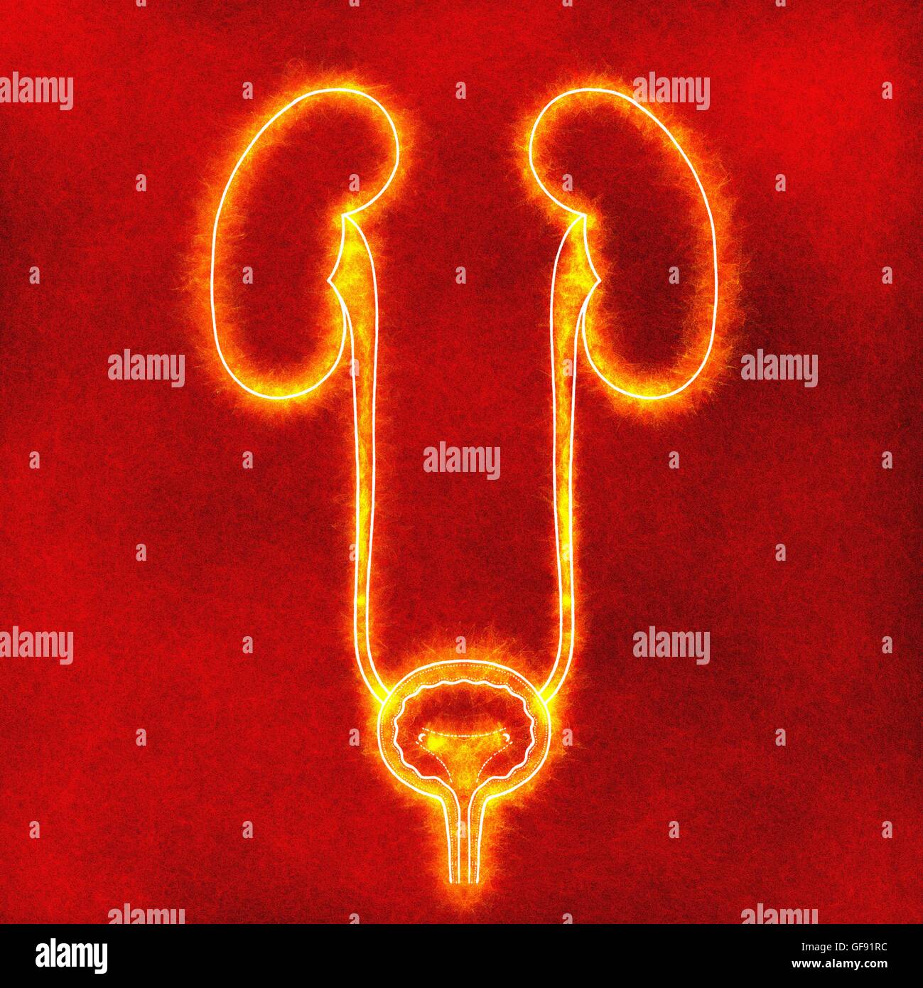 Anatomia del sistema urinario -Fotos und -Bildmaterial in hoher ...