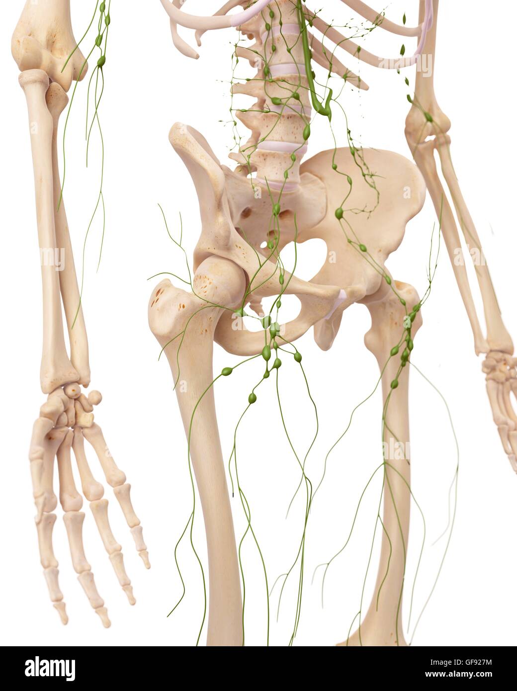 Menschliche Lymphsystem, Abbildung Stockfotografie - Alamy