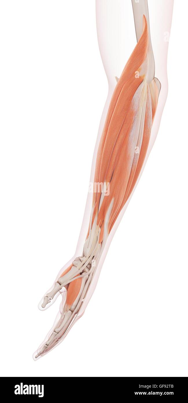 Anatomie Muskulatur Arm Stockfotos und -bilder Kaufen - Alamy
