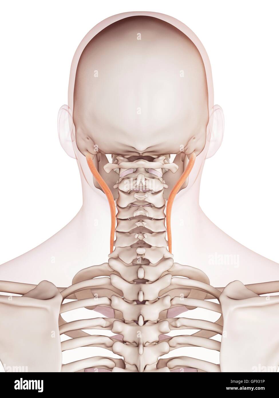 Menschlichen Nackenmuskulatur, Abbildung Stockfotografie - Alamy
