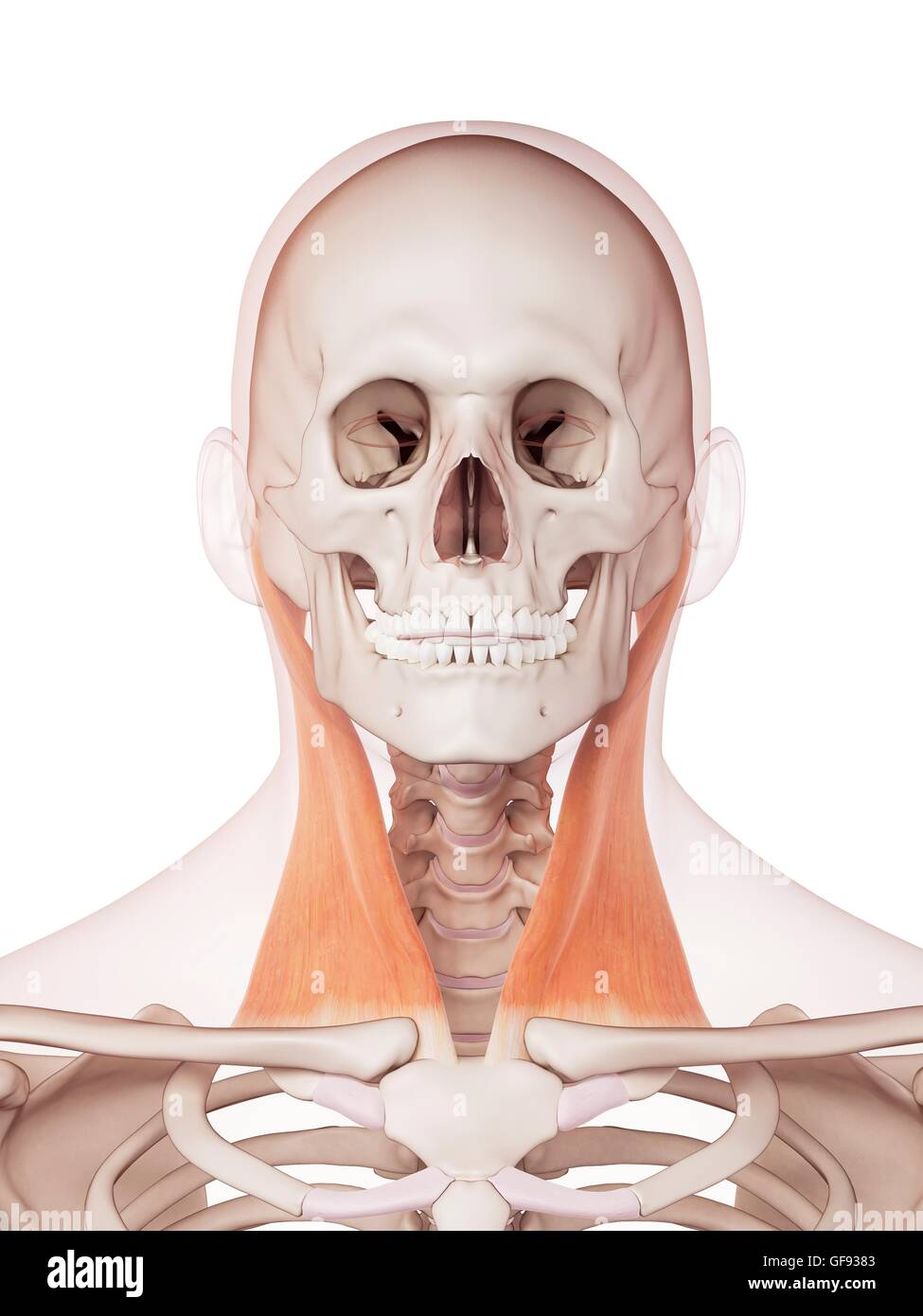 Human neck muscles sternocleidomastoid illustration -Fotos und ...