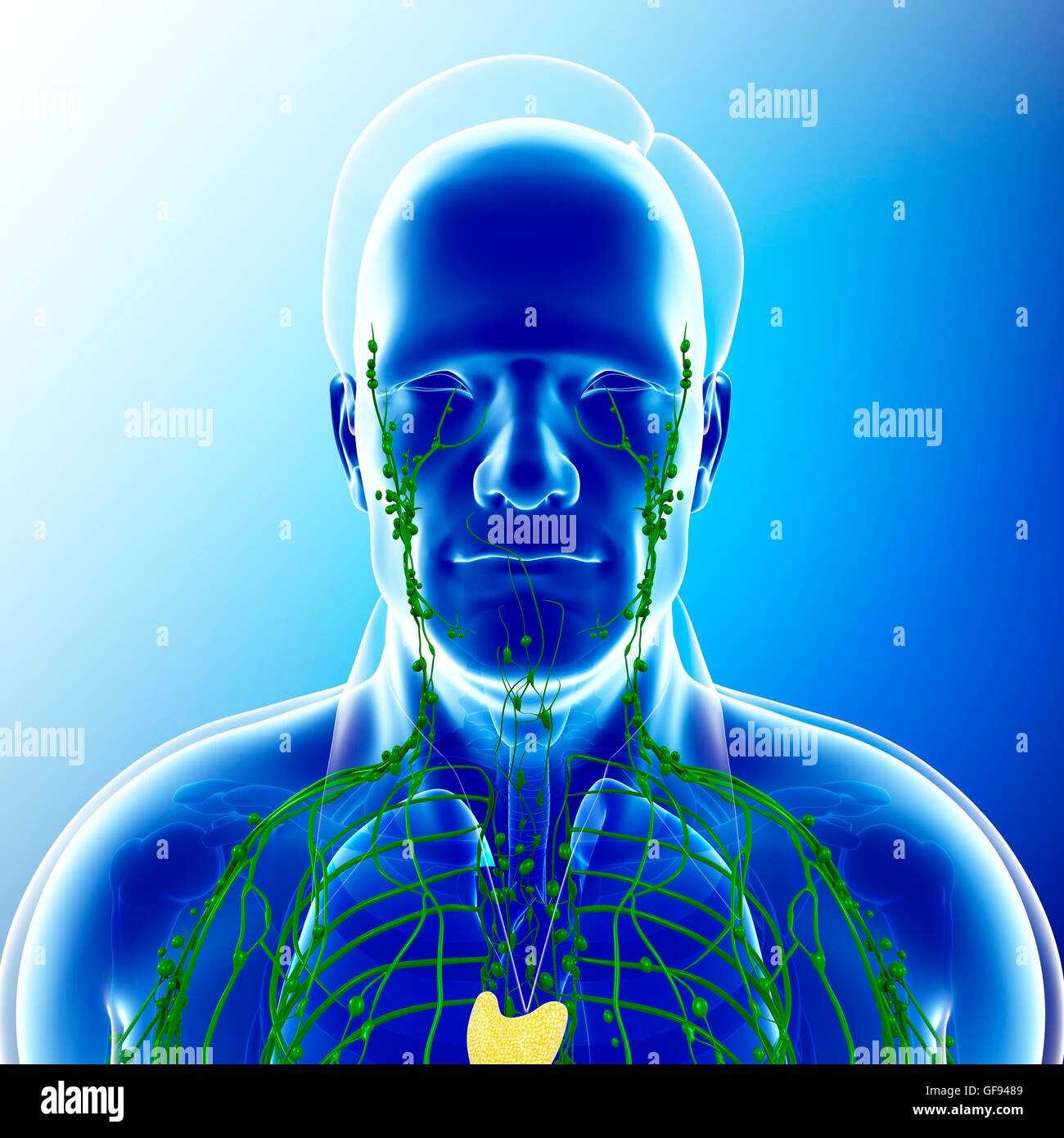 Männliches lymphatisches system -Fotos und -Bildmaterial in hoher ...