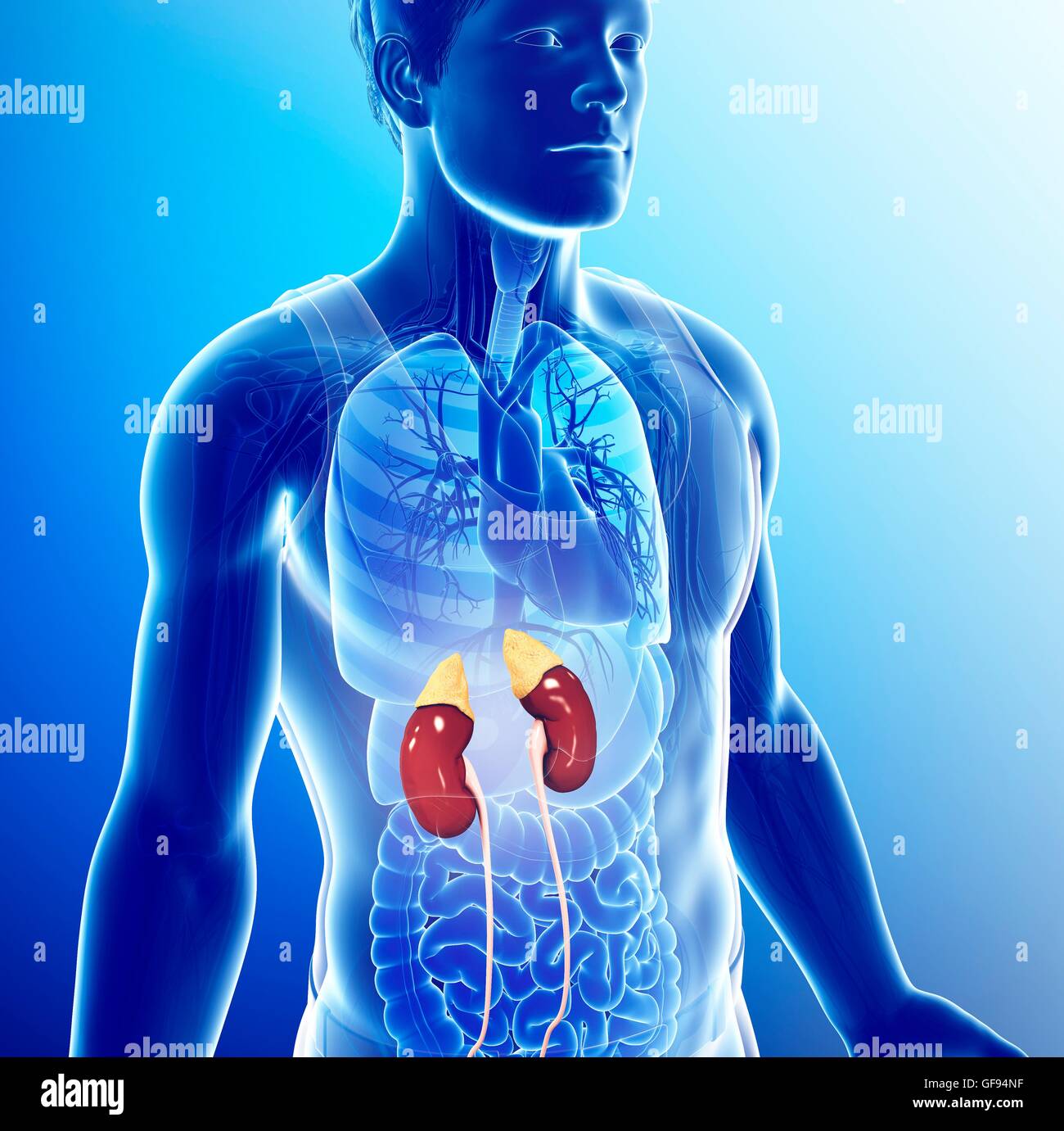 Menschliche nieren und nebennieren -Fotos und -Bildmaterial in hoher ...