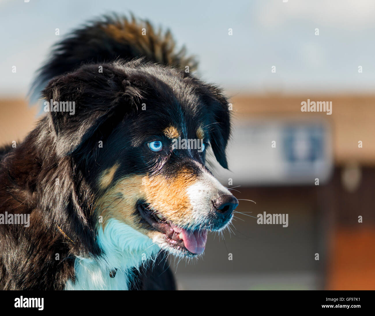 Australian shepherds hund -Fotos und -Bildmaterial in hoher Auflösung ...