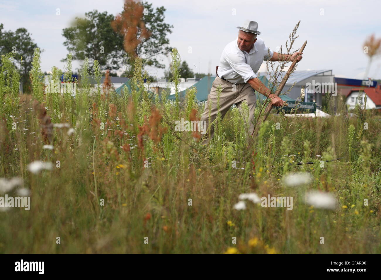 Sense langes gras -Fotos und -Bildmaterial in hoher Auflösung – Alamy