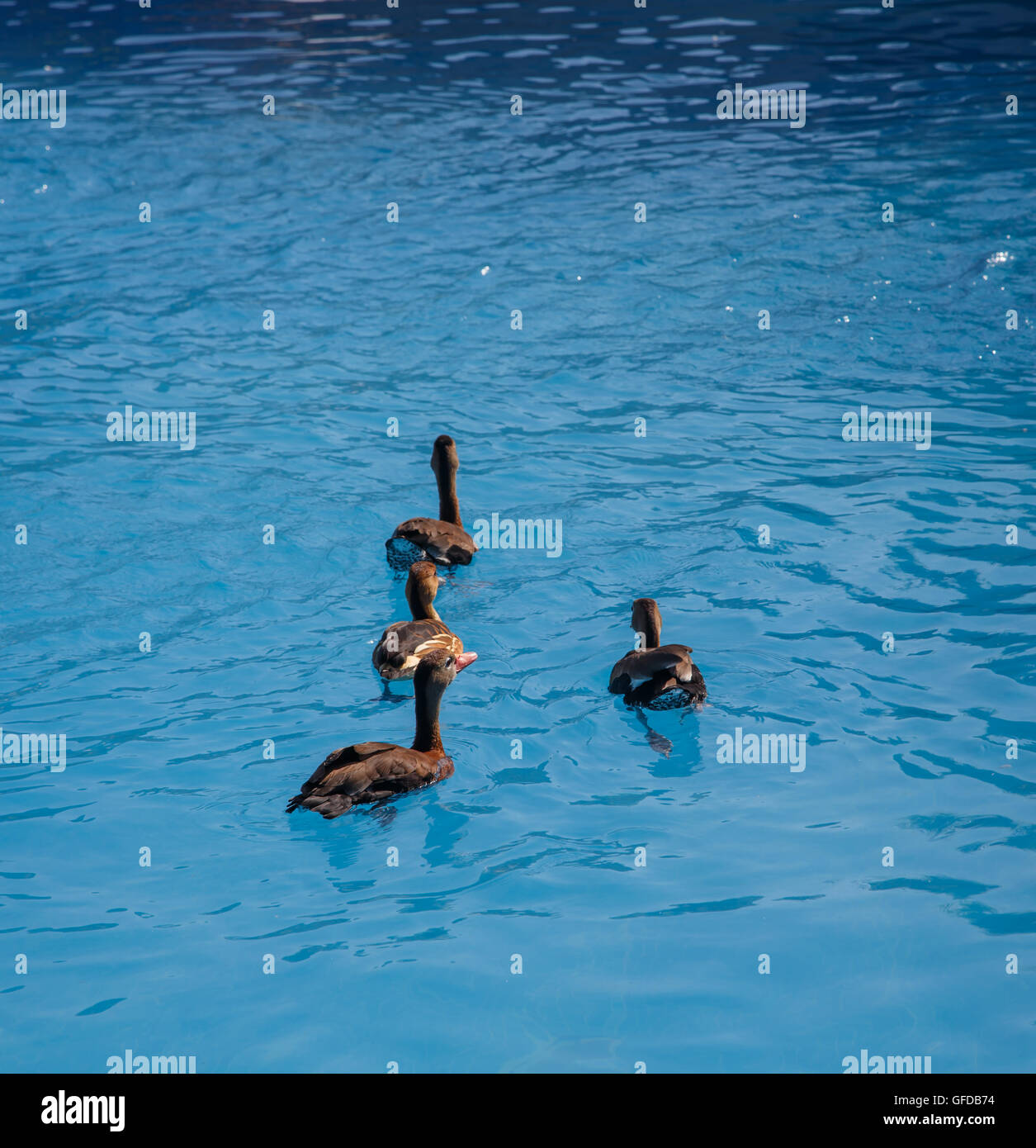 Enten nicht in einer reihe -Fotos und -Bildmaterial in hoher Auflösung ...